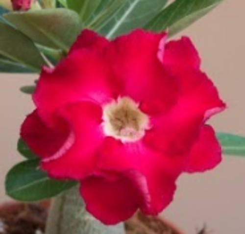 FlowerPotNursery Thai Desert Rose Red Robin Red Adenium obesum Red ...