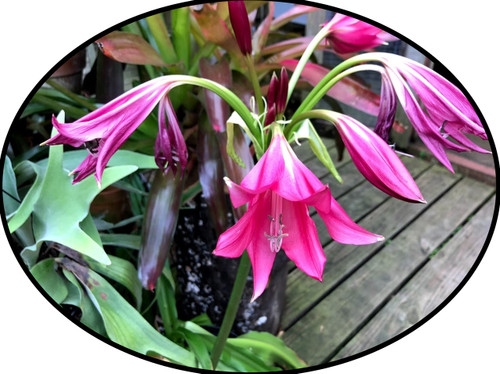 FlowerPotNursery Red Crinum Crinum sp. Red Bare Root 3 Bulbs 1Small ...