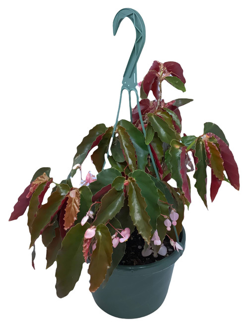 FlowerPotNursery Angel Wing Torch Pink Begonia Begonia sp. Torch Pink 8 ...