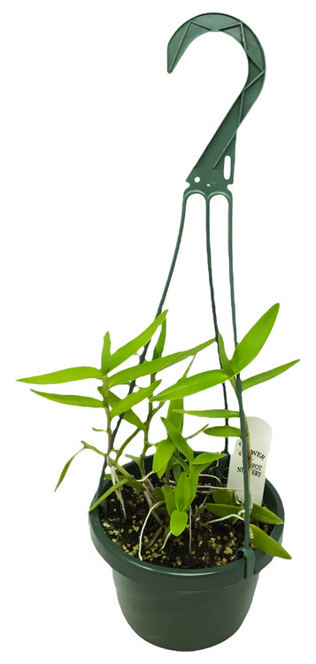 FlowerPotNursery Reed Stem Orchid Orange Epidendrum radicans 6" Basket ...