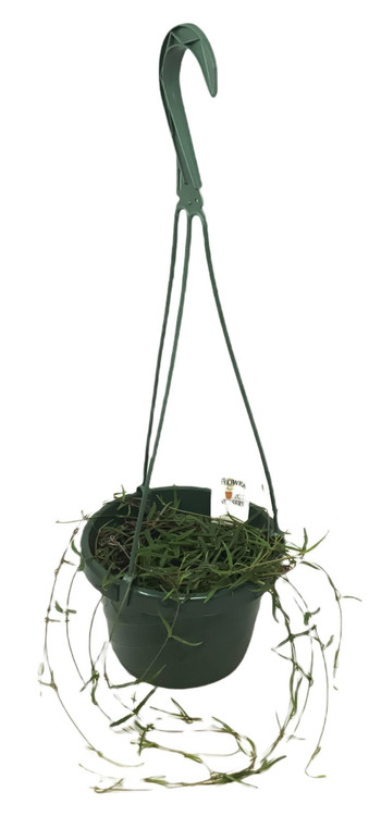FlowerPotNursery String of Needles Ceropegia linearis 6" Basket - The ...