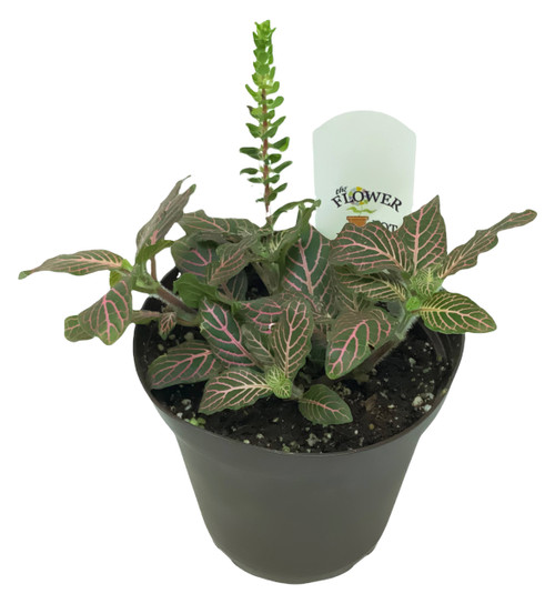 FlowerPotNursery Nephthytis Arrowhead Plant Syngonium sp. Pink Vein 4 ...
