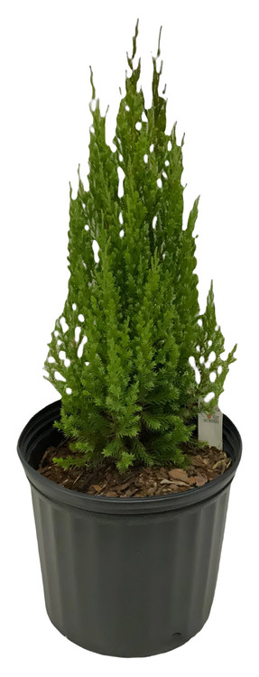 FlowerPotNursery Blue Point Juniper Juniperus chinensis Blue Point 3 ...
