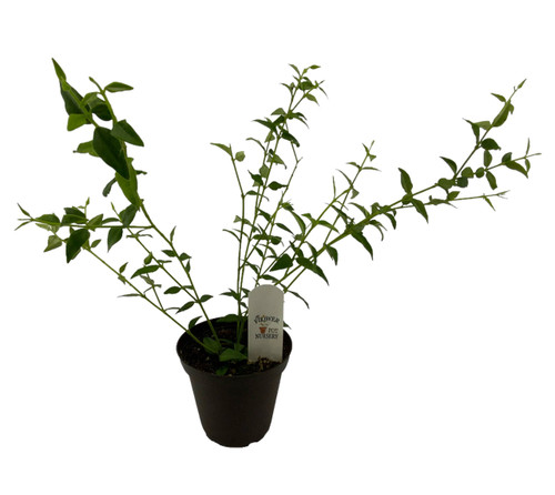FlowerPotNursery Bella Hoya Hoya bella 4" Pot - The Flower Pot Nursery