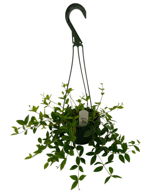FlowerPotNursery Diamond Peperomia Peperomia angulata Diamond 6" Basket ...