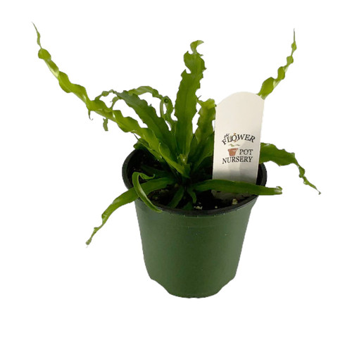 FlowerPotNursery Victoria Bird's Nest Fern Asplenium nidus Victoria 4 ...