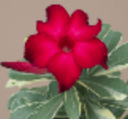 FlowerPotNursery Variegated Desert Rose Red Purple Adenium obesum Red P ...