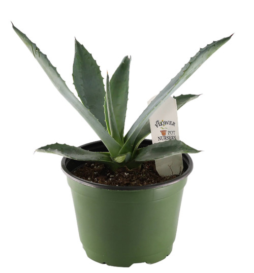 FlowerPotNursery Century Plant Agave americana 6" Pot - The Flower Pot ...