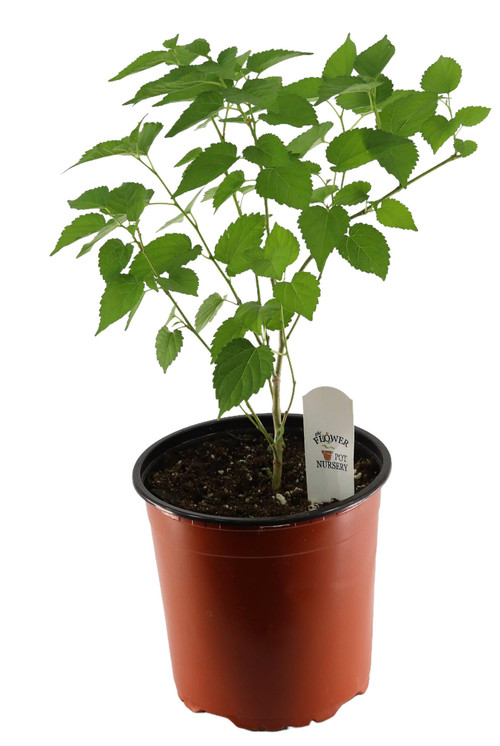 FlowerPotNursery Everbearing Mulberry Tree Morus rubra Everbearing 1 ...
