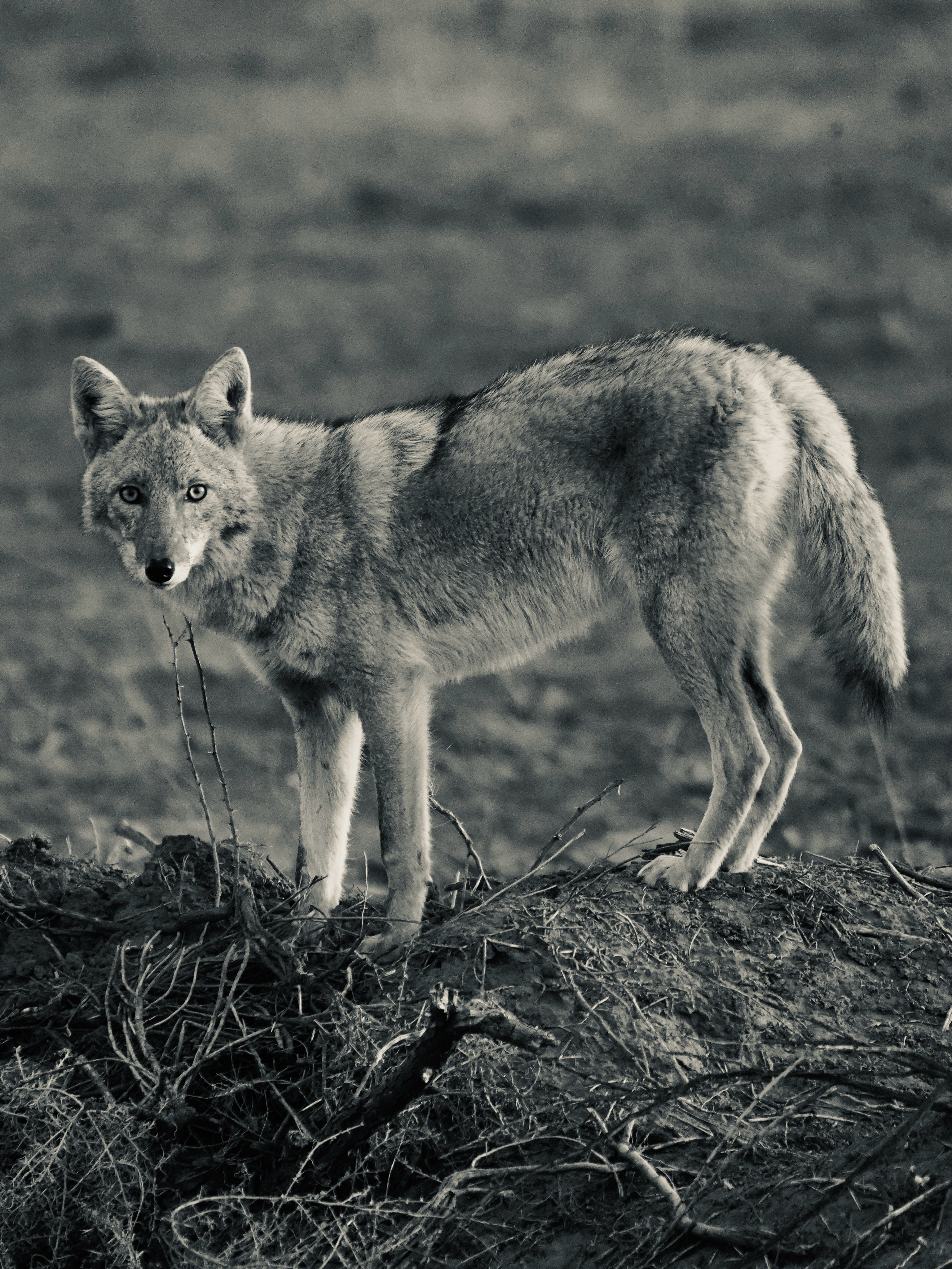 FIRST COYOTE! - Ally Munitions