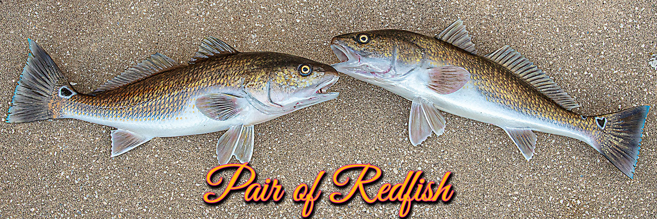 The Fish Mount Store - Full body and half sided fish Replicas