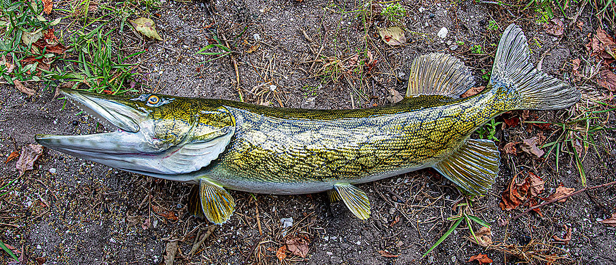 23 inch Pickerel fiberglass fish replica
