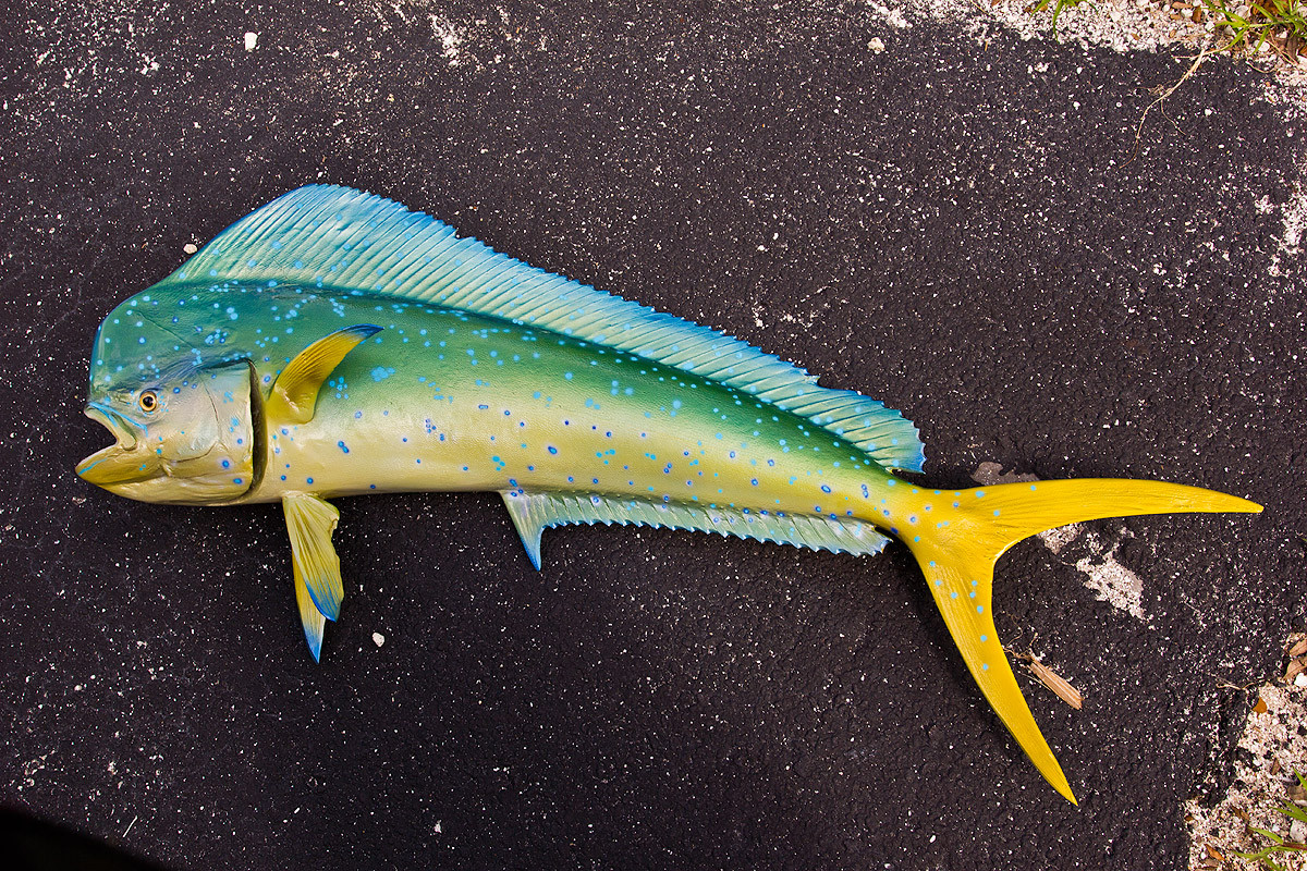 Mahi Mahi 48 inch Full Mount Fiberglass Fish Replica - The Fish Mount Store