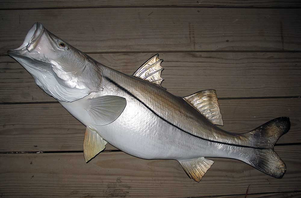 INSHORE COLLECTION - Snook - The Fish Mount Store