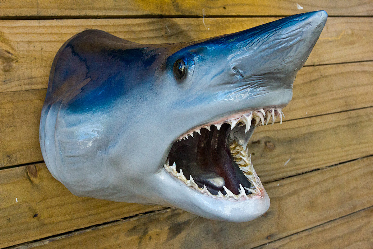 HEADS or TAILS - The Fish Mount Store