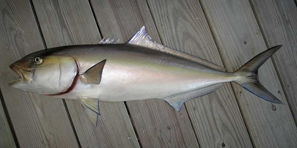REEF COLLECTION - Amberjack - The Fish Mount Store