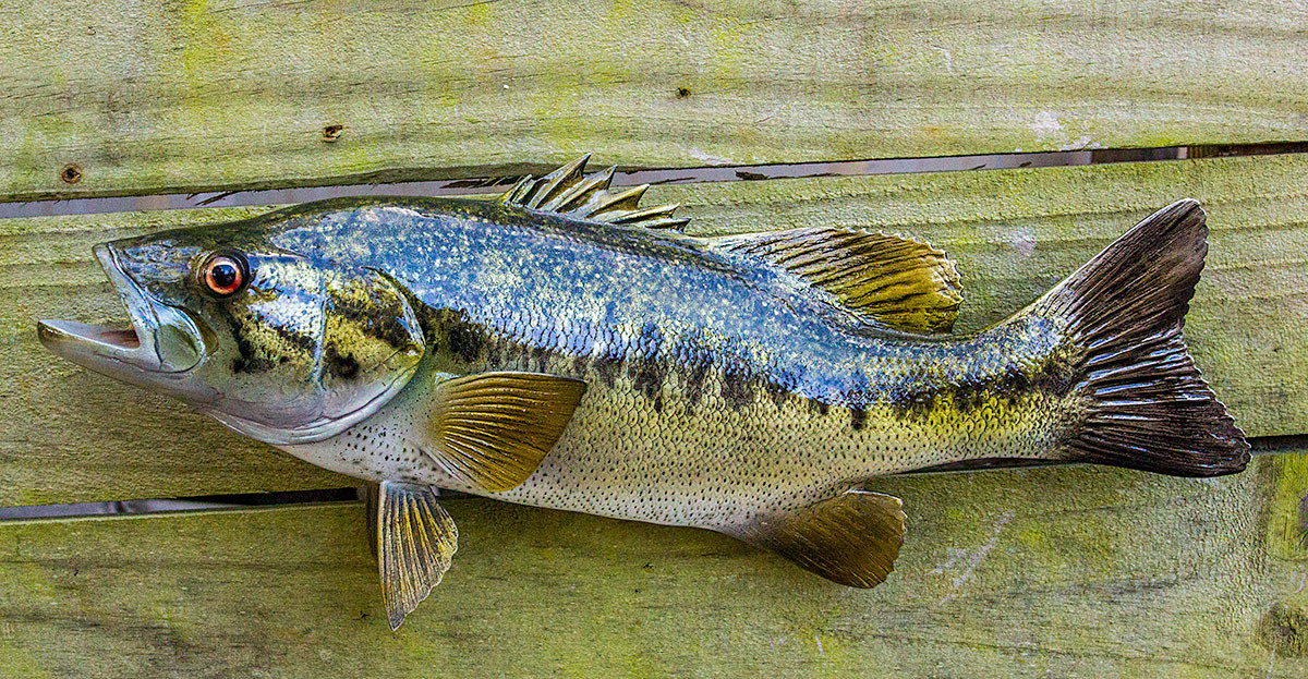 Largemouth Bass 22 inch full mount fiberglass fish replica - The Fish ...