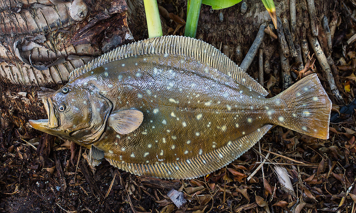 Flounder 22 inch half mount fiberglass fish replica - The Fish Mount Store