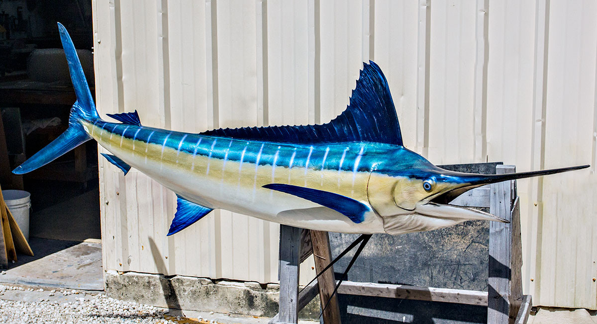 Striped Marlin
