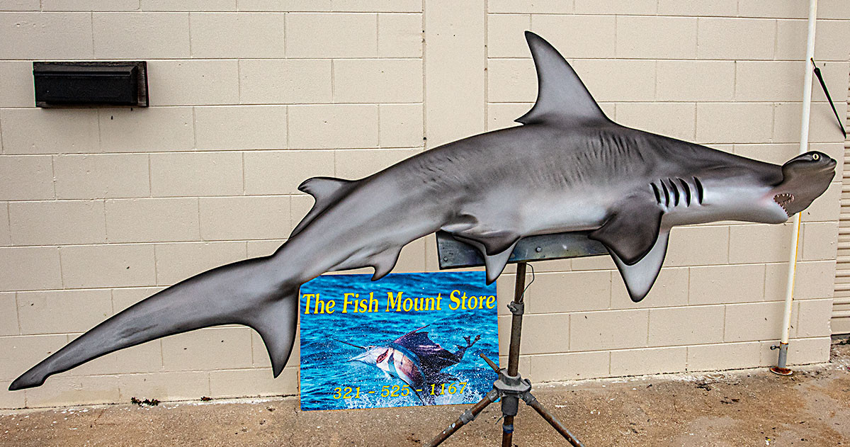Hammerhead Shark 95 inch full mount fiberglass fish replica - The Fish ...