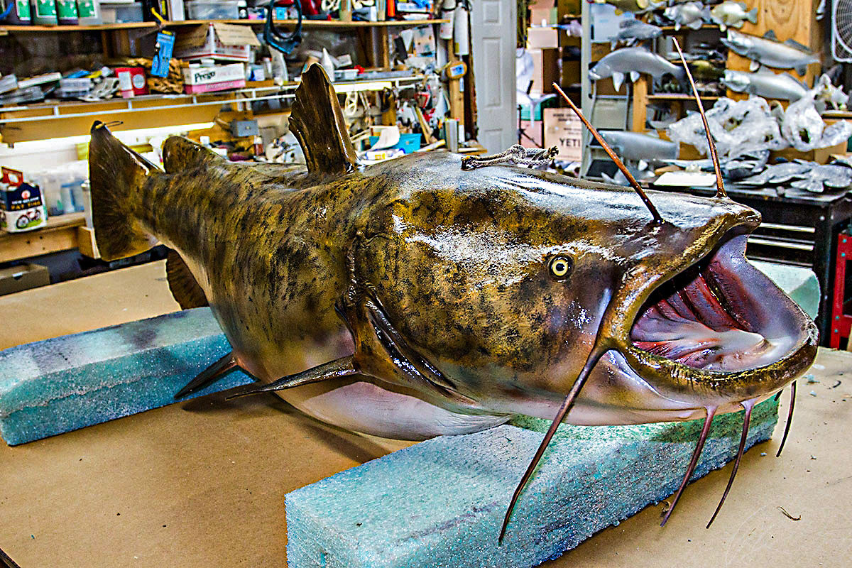 Flathead Catfish 59R full mount fiberglass fish replica - The Fish ...