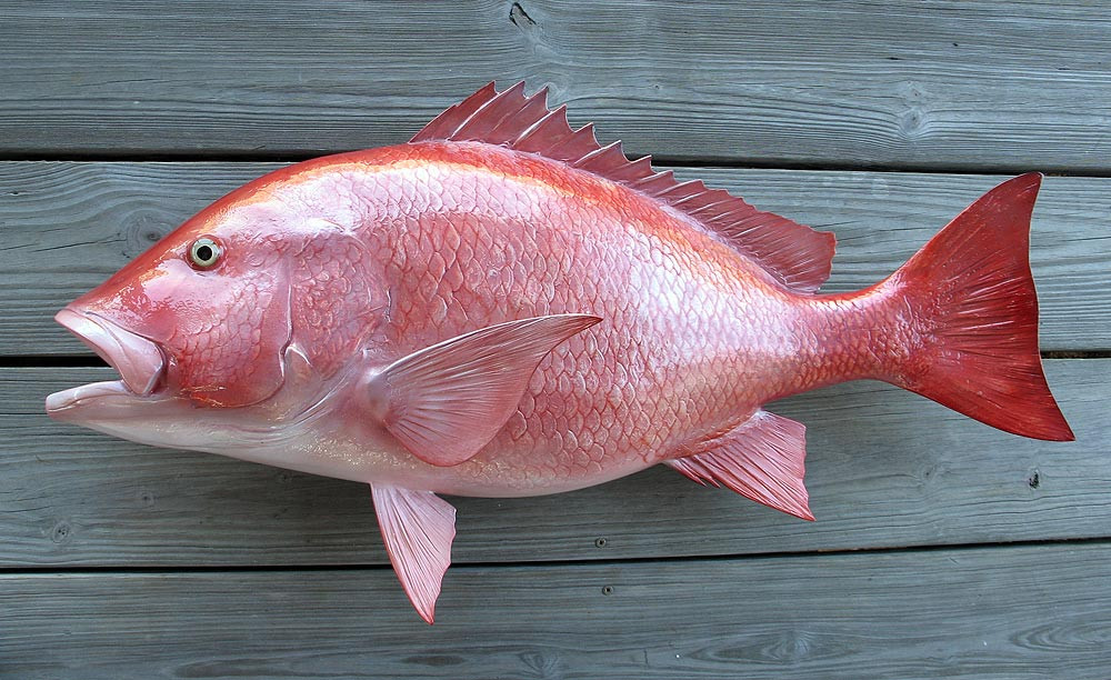 Red Snapper 36 inch Full Mount Fiberglass Fish Replica - The Fish Mount ...