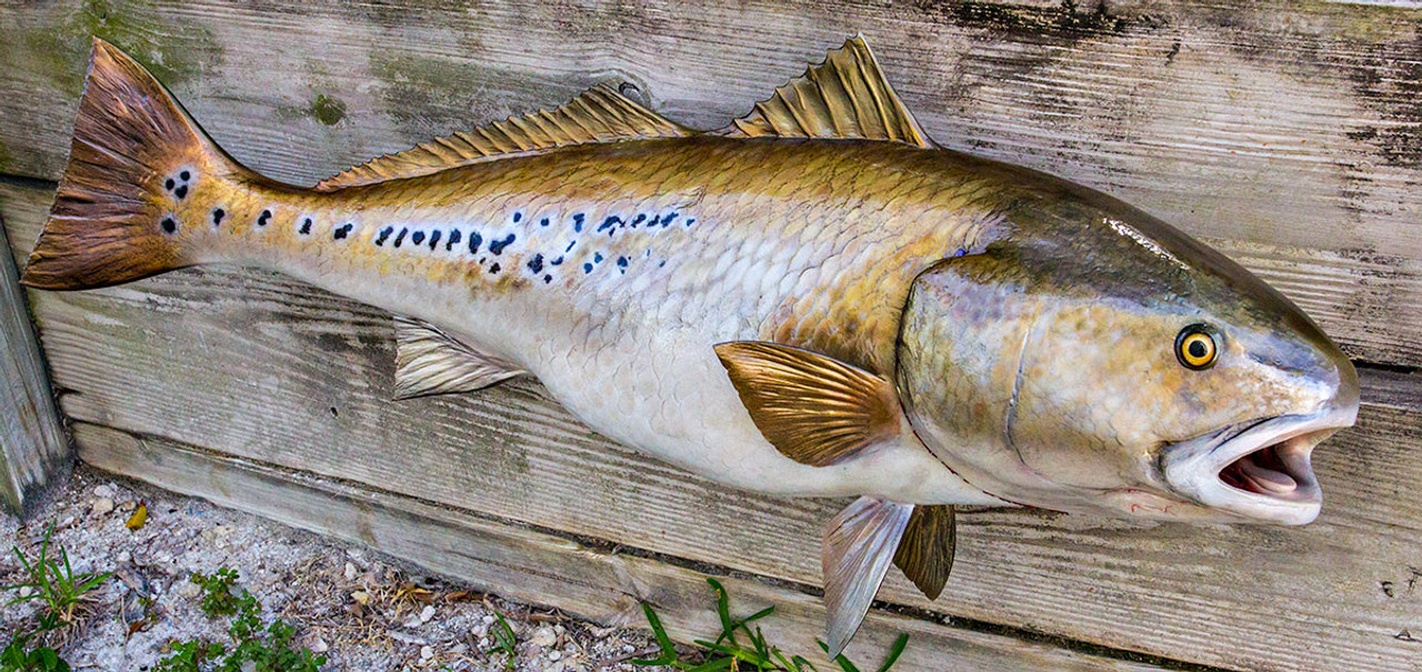 Redfish 42 inch full mount fiberglass fish replica - The Fish Mount Store