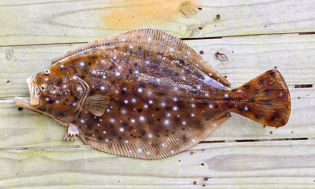 Flounder 22 inch half mount fiberglass fish replica - The Fish Mount Store