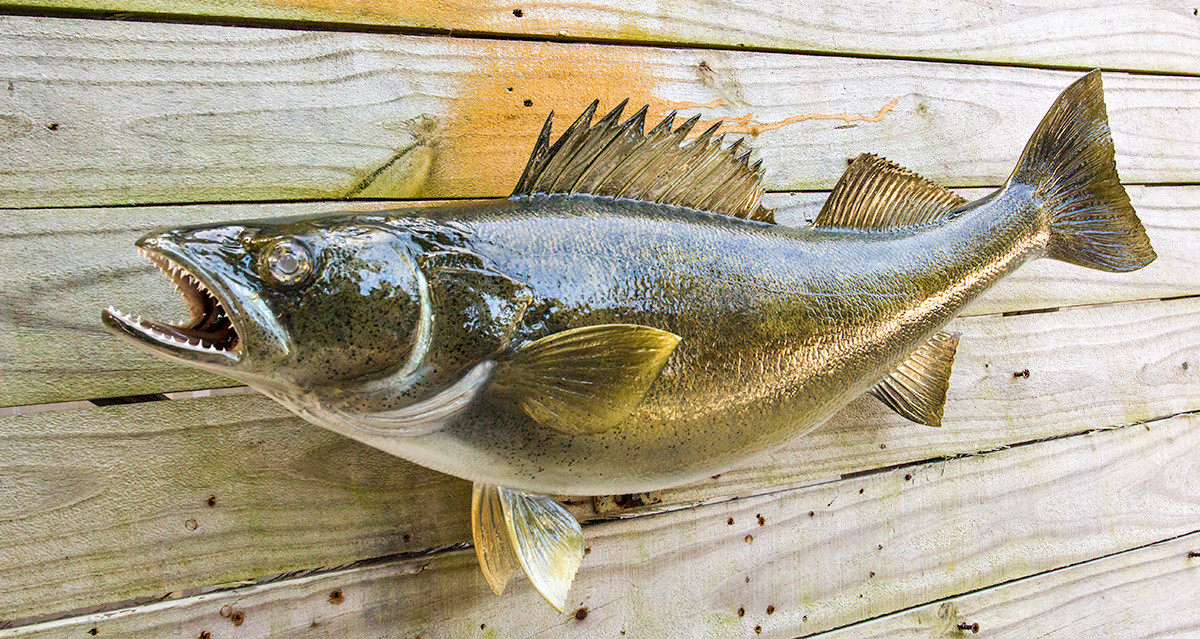 Walleye 31L Full Mount fiberglass fish replica - The Fish Mount Store