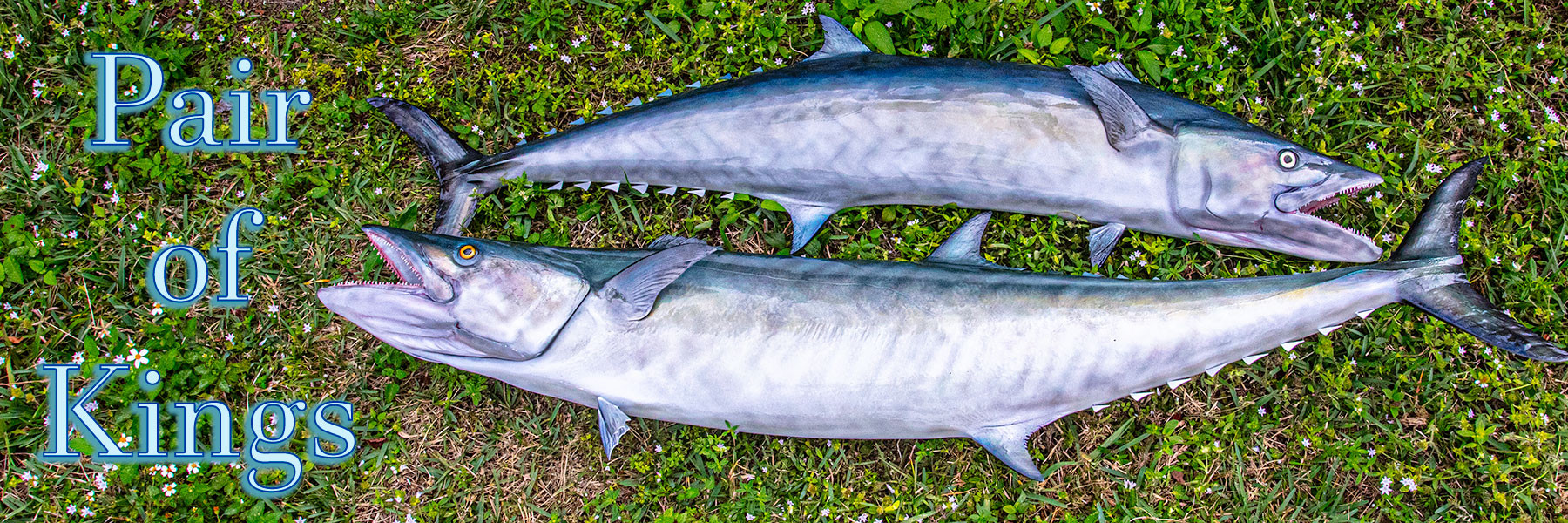 The Fish Mount Store - Full body and half sided fish Replicas