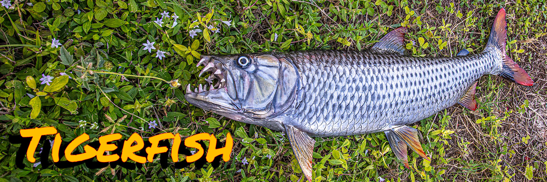 The Fish Mount Store - Full body and half sided fish Replicas