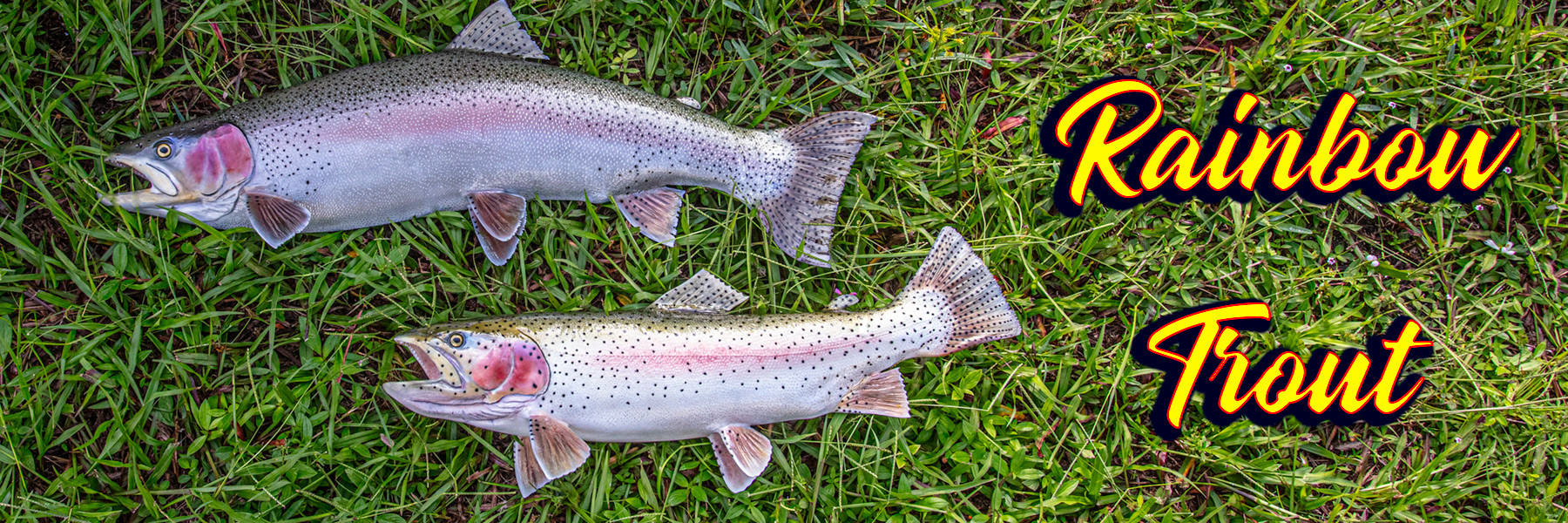 The Fish Mount Store - Full body and half sided fish Replicas