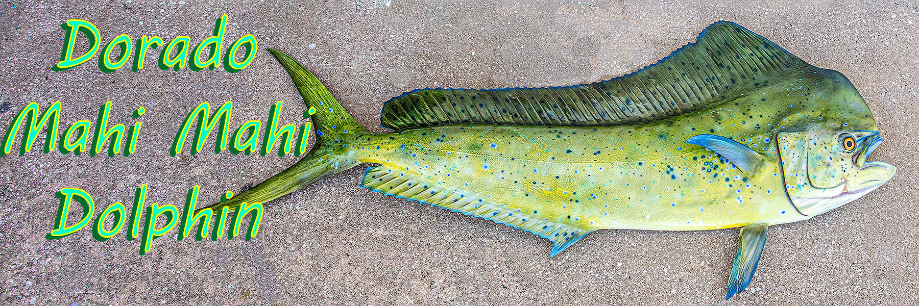 The Fish Mount Store - Full body and half sided fish Replicas