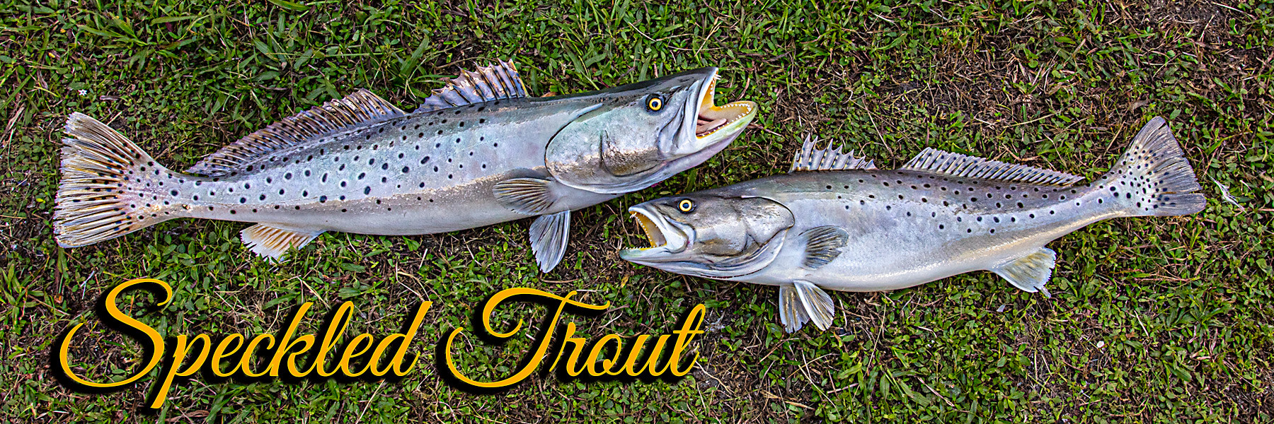 The Fish Mount Store - Full body and half sided fish Replicas