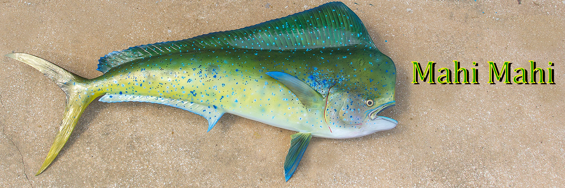 The Fish Mount Store - Full body and half sided fish Replicas