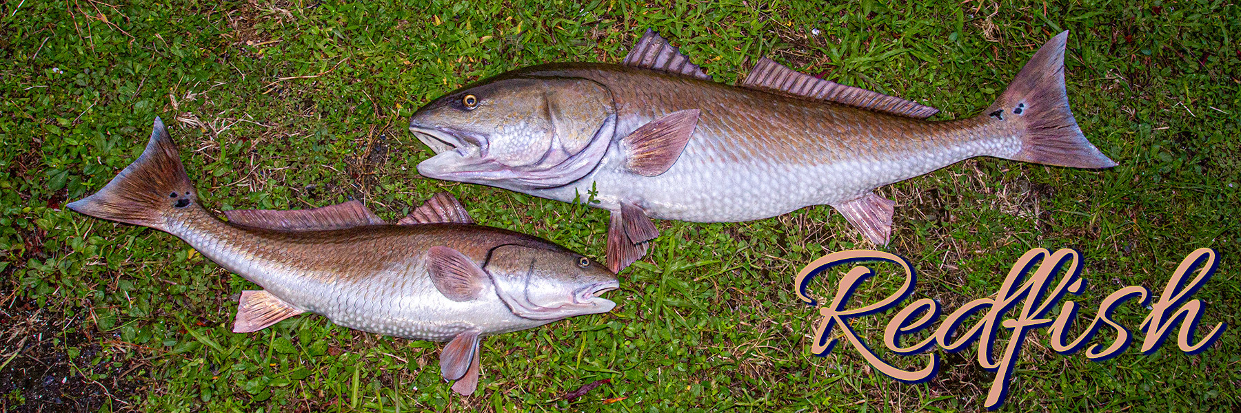 The Fish Mount Store - Full body and half sided fish Replicas