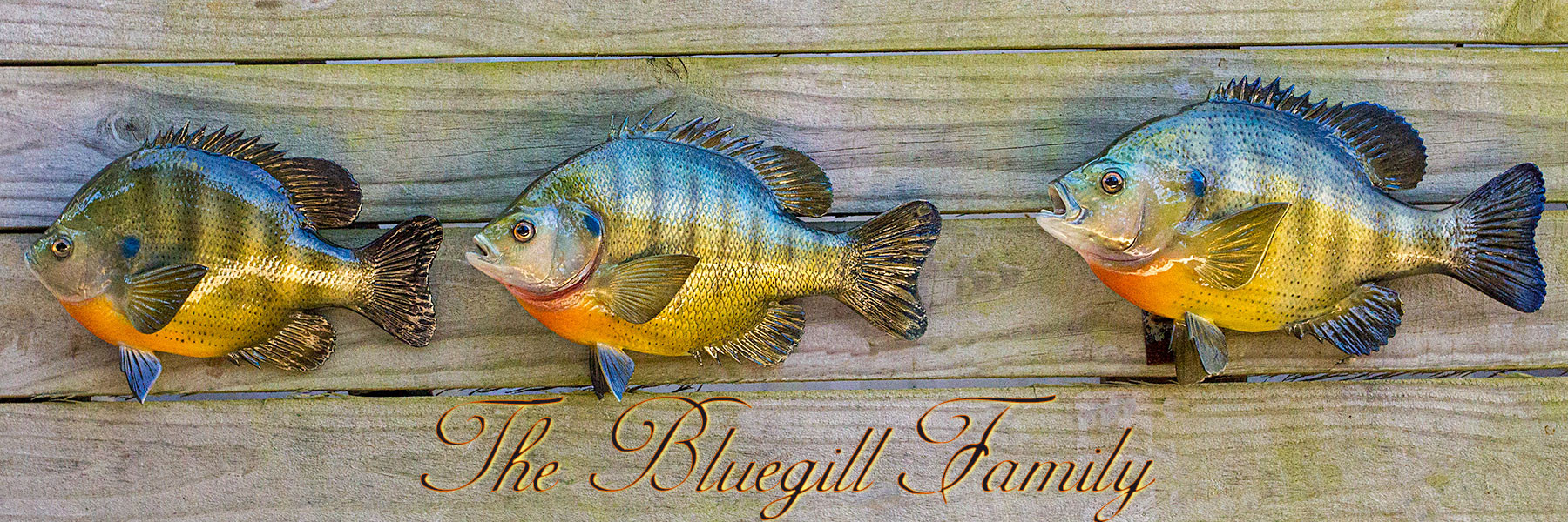 The Fish Mount Store - Full body and half sided fish Replicas