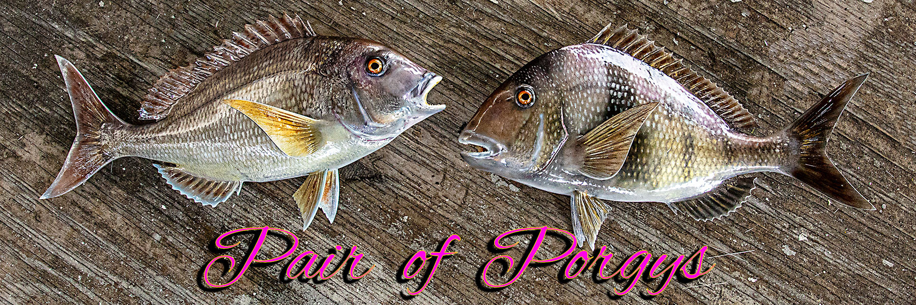 The Fish Mount Store - Full body and half sided fish Replicas