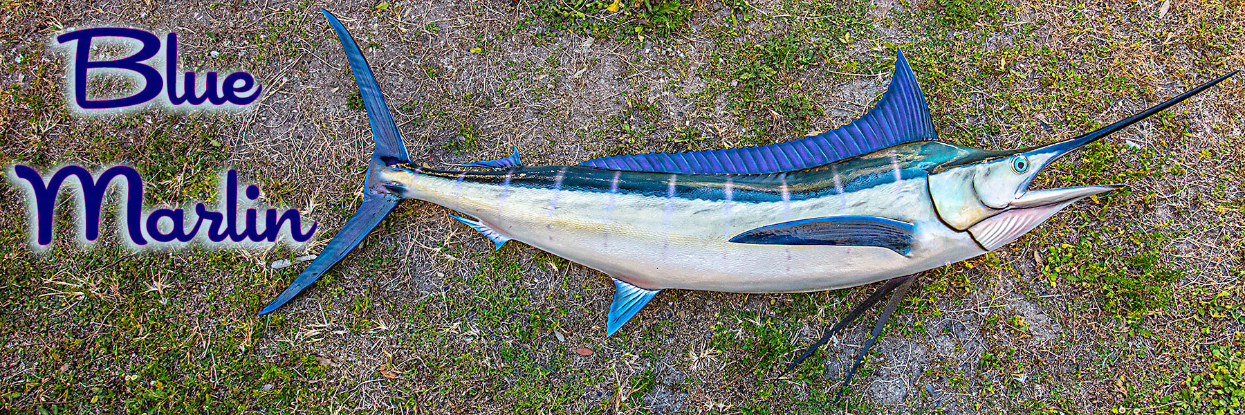 The Fish Mount Store - Full body and half sided fish Replicas