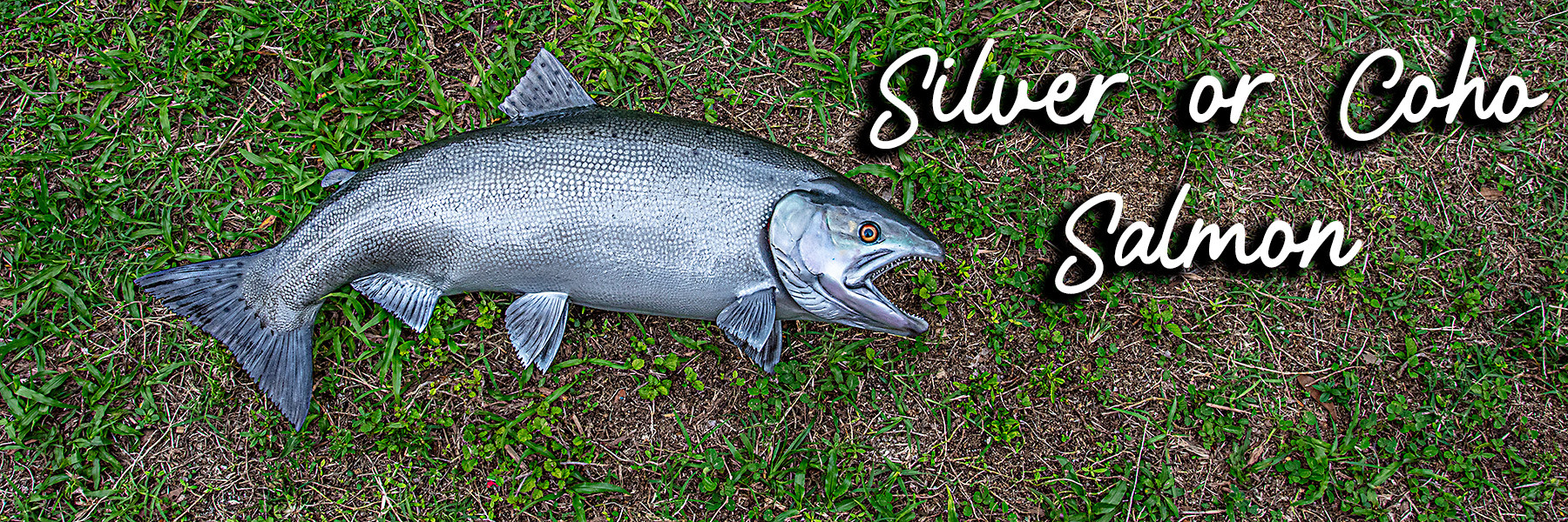 The Fish Mount Store - Full body and half sided fish Replicas