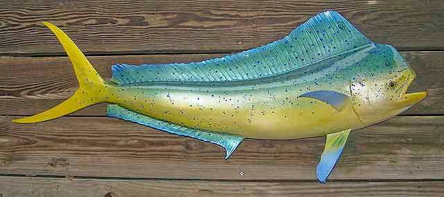 Mahi Mahi 46 inch Full Mount Fiberglass Fish Replica - The Fish Mount Store