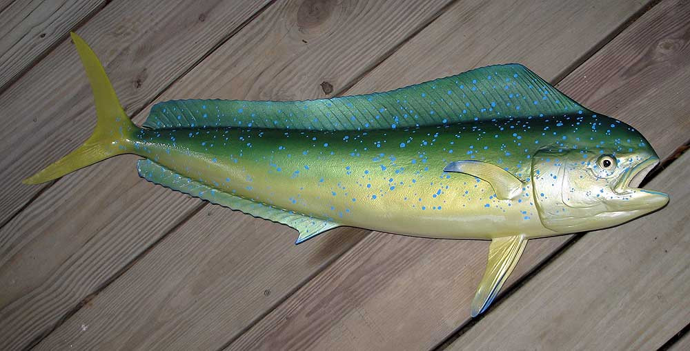 Mahi Mahi 66 full mount fiberglass fish replica - The Fish Mount Store