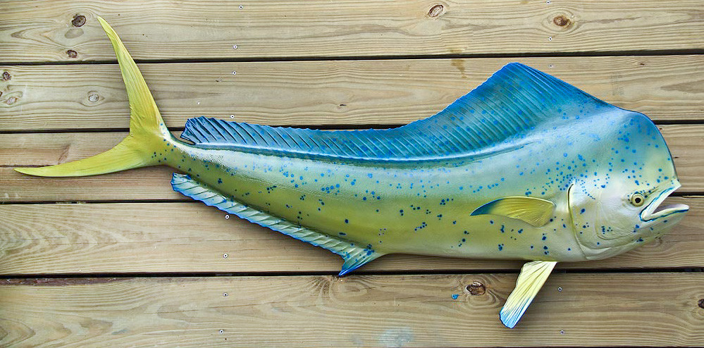 Mahi Mahi 67 Full Mount Fiberglass Fish Replica - The Fish Mount Store