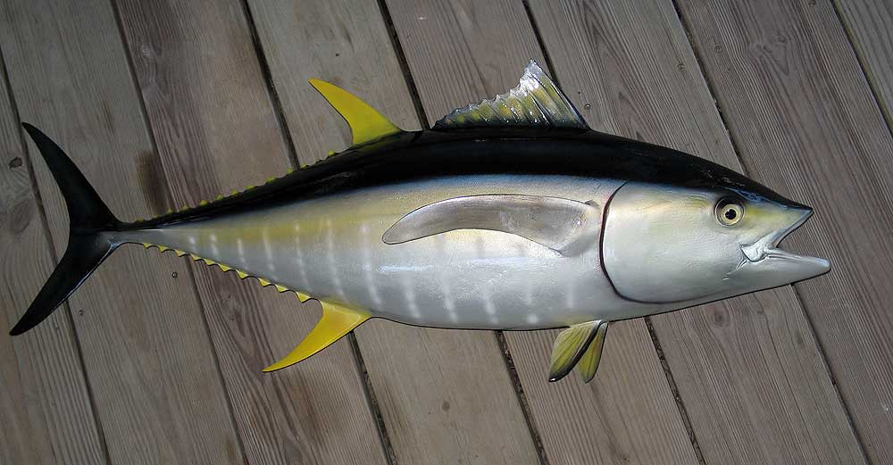 Yellowfin Tuna 46 inch full mount fiberglass fish replica - The Fish ...