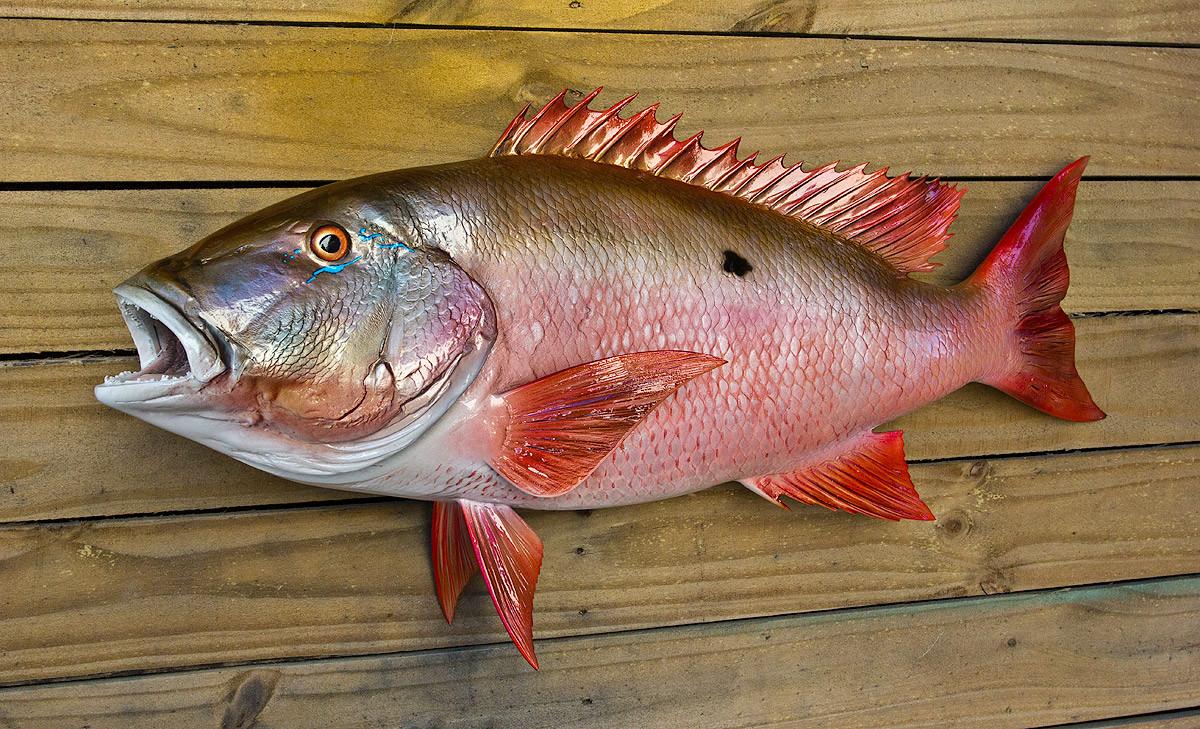 Snapper Mutton 30 inch full mount fiberglass fish replica - The Fish ...