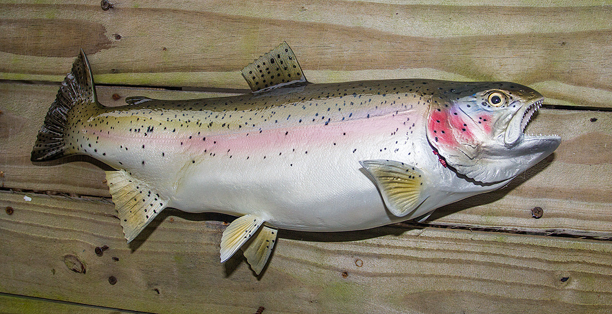 Rainbow Trout 12.5 inch fiberglass fish replica - The Fish Mount Store