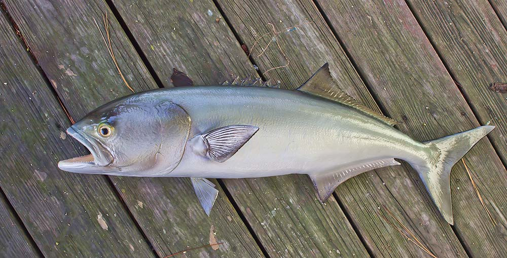 Bluefish fish replicas