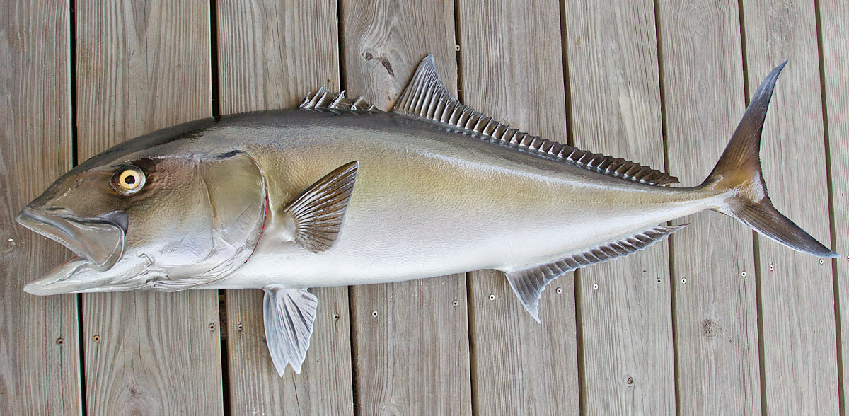 REEF COLLECTION - Amberjack - The Fish Mount Store