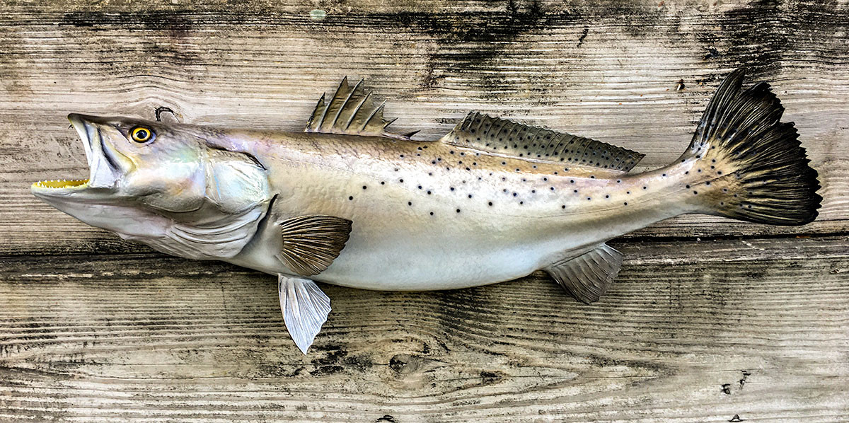 The Fish Mount Store - Full body and half sided fish Replicas