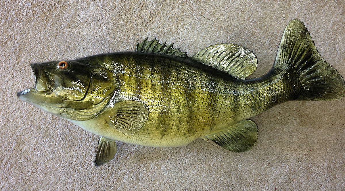 Smallmouth Bass 22 inch Full Mount Fiberglass Fish Replica - The Fish ...